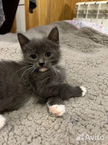 Котенок в добрые руки
