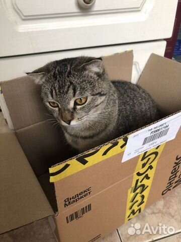 Отдам очаровательную кошечку