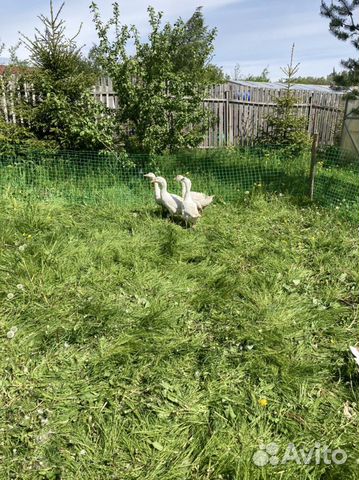 Гусь порода Линда (3 месяца)