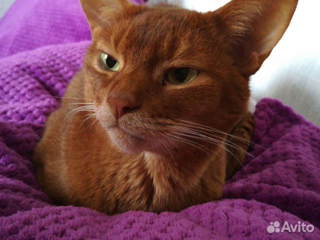 Абиссинский кот