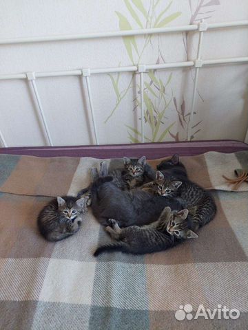Котики полтора месяца даром