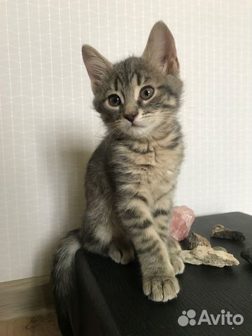 Серый ласковый котенок в любящие и заботливые руки