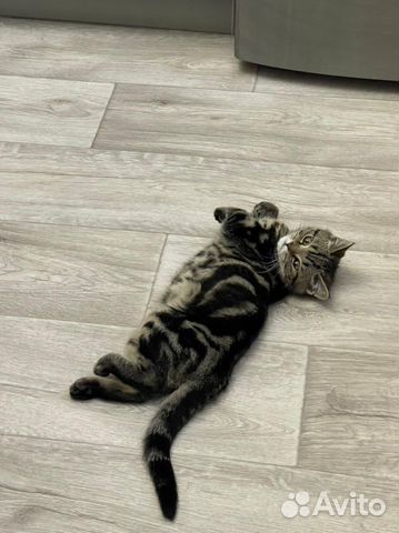 Котенок. Британец. 5 месячный котенок