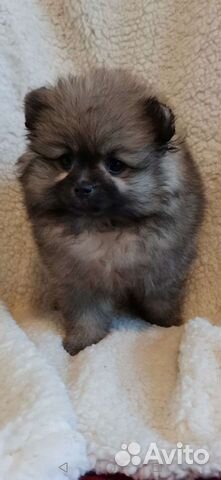 Крем, чёрная и крем-соболь девочки