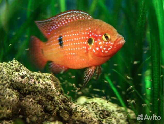 Аквариумные рыбки