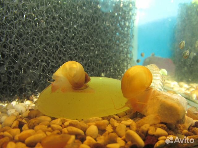 Улитки ампулярии