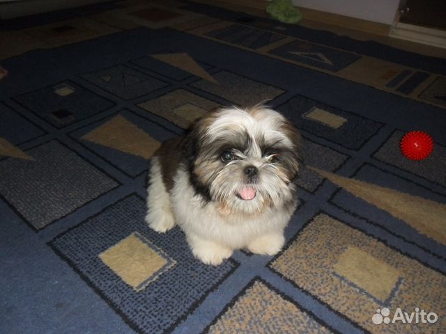 Мальчик для вязки