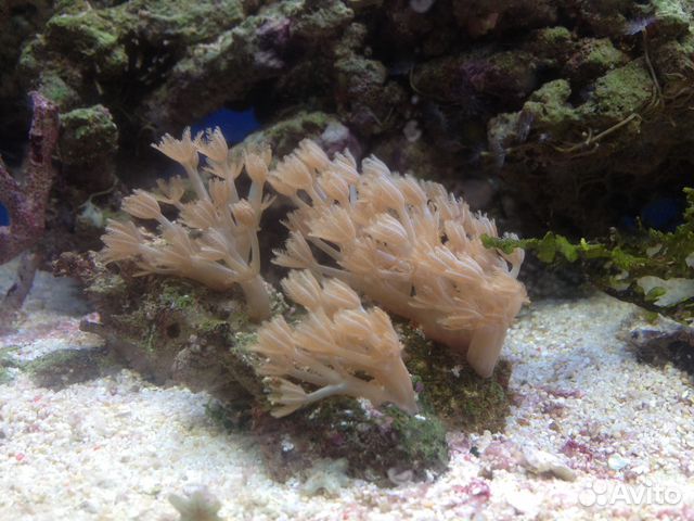 Ксения пульсирующая