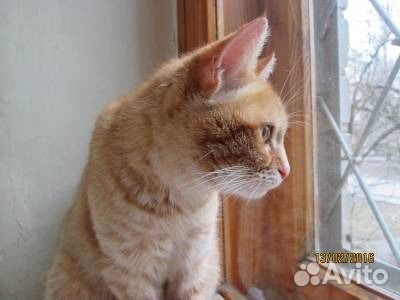 Рыжая красавица Марго в дар