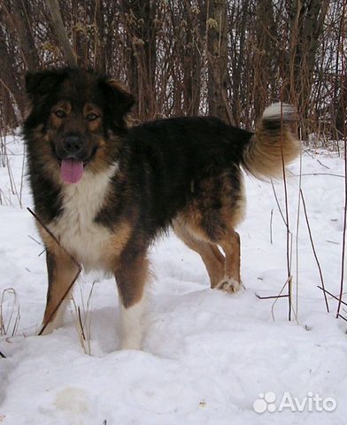 Тёма шикарный красивый пёс