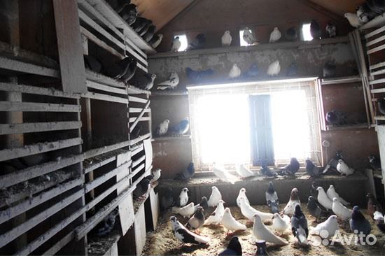 Голуби Николаевские