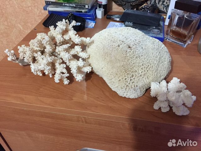 Натуральные кораллы