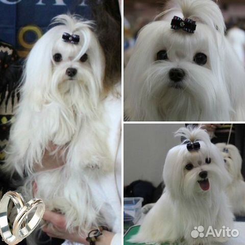 Мальчик Мальтезе