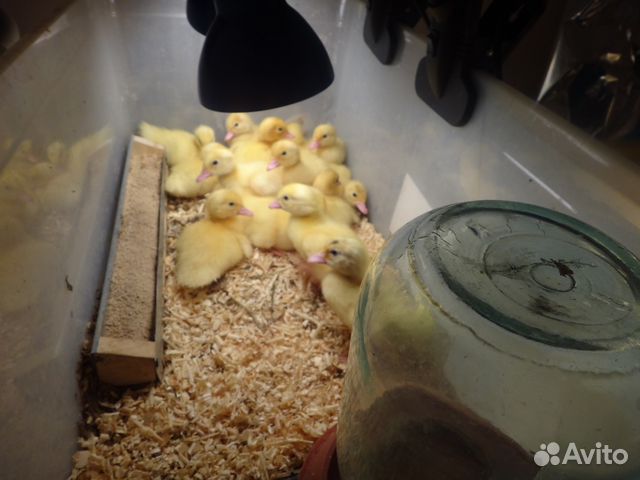 Продаю индоутят (мускусные утята)