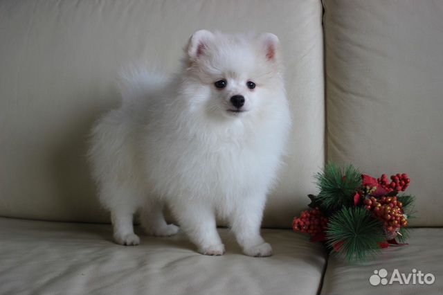 Милый шпиц-светлячок