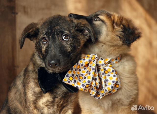 Весёлые, плюшевые щенки тигровые и палевые