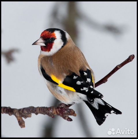 Продаю щеглов