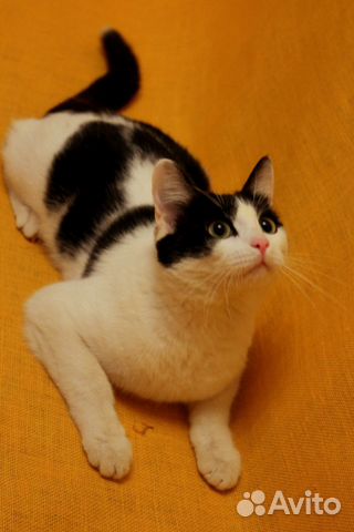 Чёрно-белый классический котик