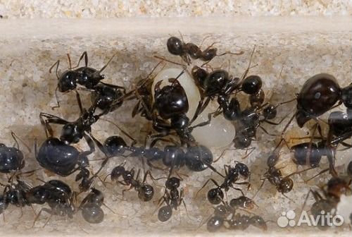 Муравьи от Imperium ants