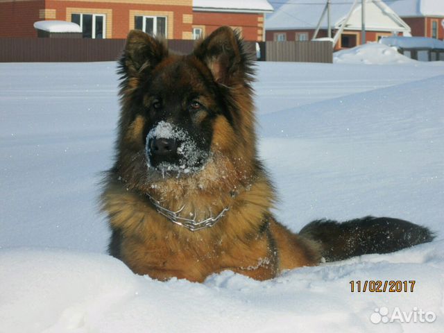 Вязка кобель немецкая овчарка