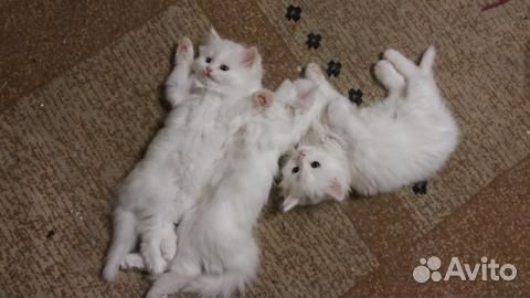 Котята-белоснежки