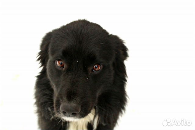 Долго ищете собаку