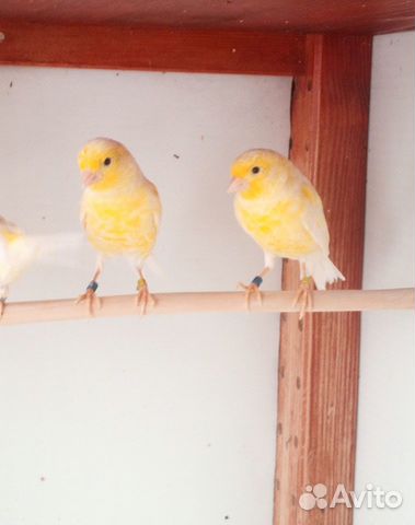 Жёлтая канарейка