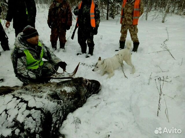 Западно-сибирская лайка