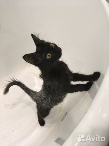 Черный пушистый котенок Мушка