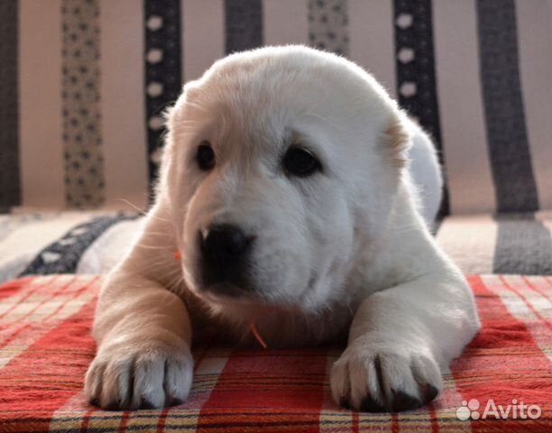 Малыши сао для охраны и выставок