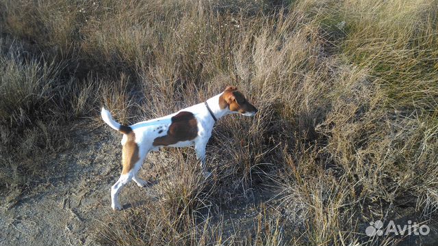 Фокстерьер вязка