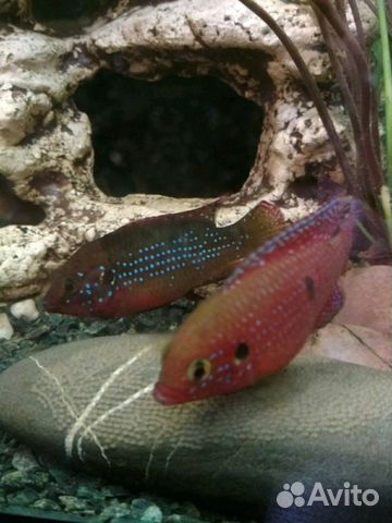 Хромис красавец пара