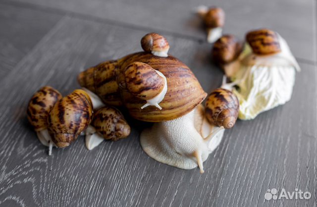 Улитки Архахатины