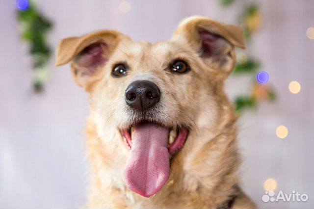 Собака Моня