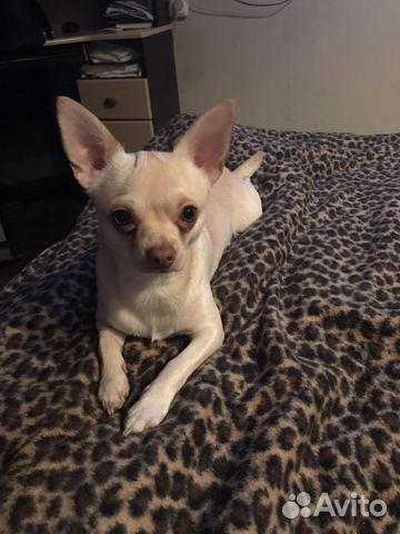 Вязка кобеля