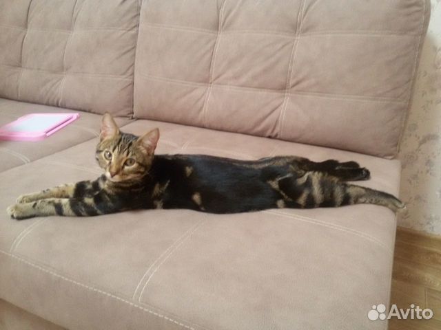 Продам бенгальского кота