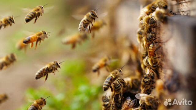 Пчёлы, Пчелосемьи, пчёлопакеты, матки - 2019г