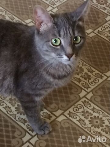 Стерилизованная котобарышня Маргоша