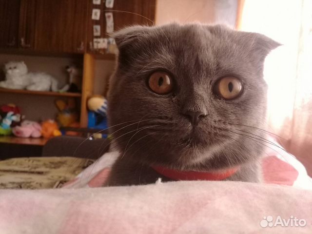 Ищем жениха