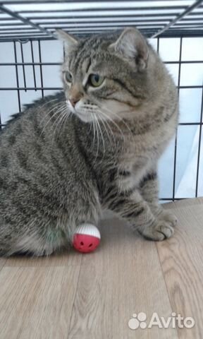 Плюшевая кошечка Муня в дар