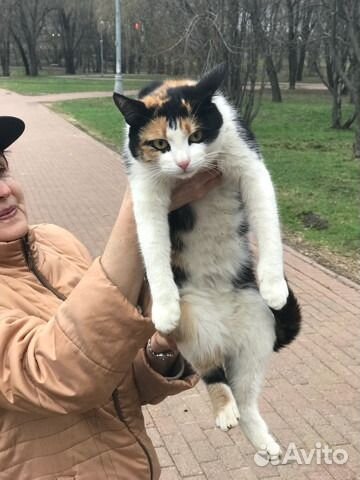 Пеструшка ищет доброе сердце и дом