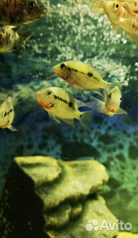 Аквариумая рыба цихлазома меека