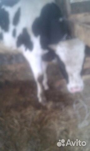 Продам говядину (быки)