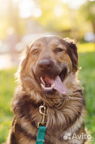 Особенная собака для особенного человека