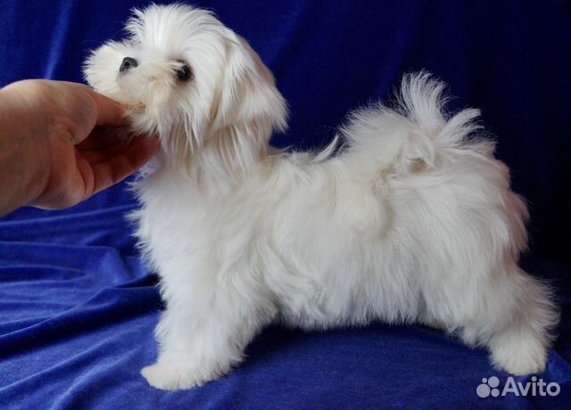 Мальтийчкая болонка. Мальтезе. Щенки РКФ