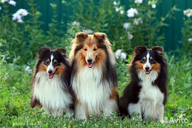 Колли и шелти из питомника
