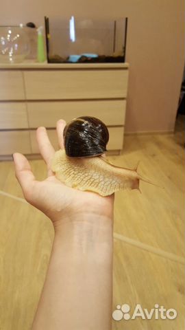 Улитки гиганты. Ахатины