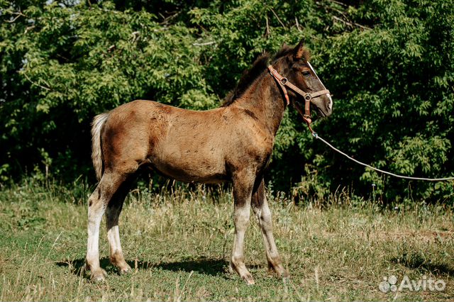 Лошади и пони