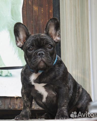 Тигровые и белорыжие девочки, просто прелесть