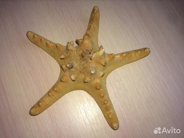 Морская звезда засушенная